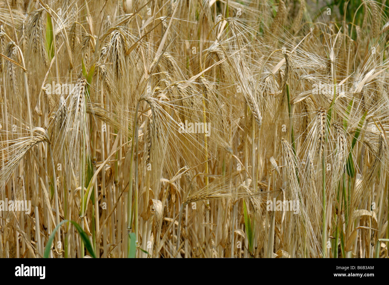 Wild Six-Row Barley (Hordeum agriocrithon), ready for harvesting Stock ...