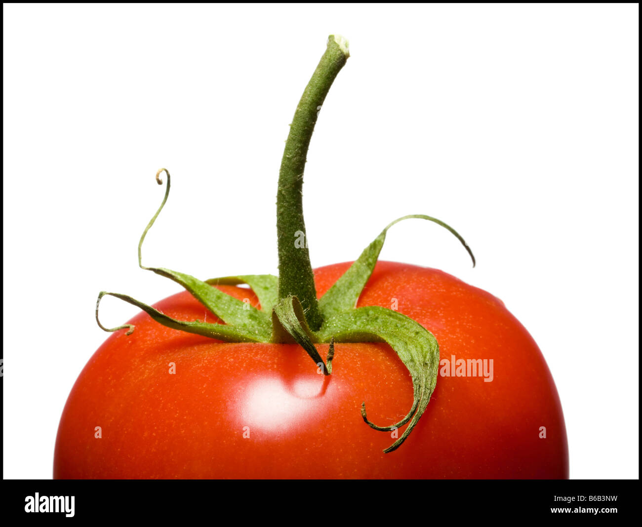 Single fresh tomato hi-res stock photography and images - Alamy