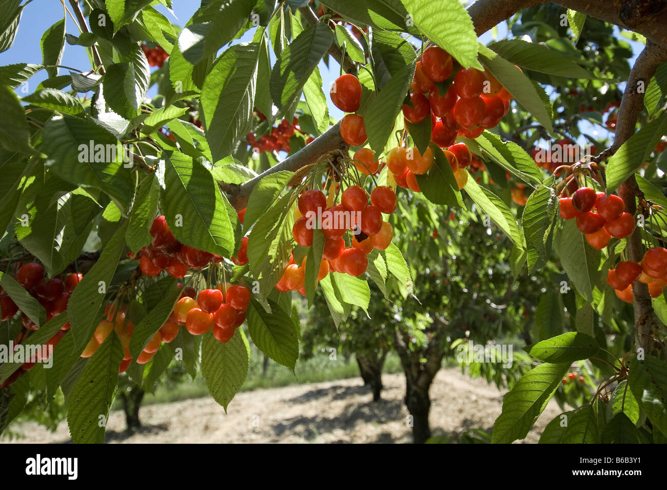 Tree curling hi-res stock photography and images - Alamy