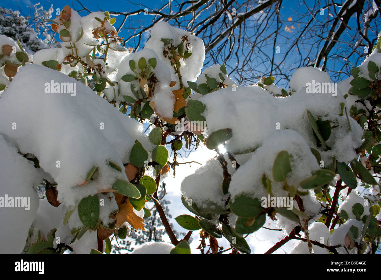 Early snow fall in Idyllwild California San Jacinto Mountain range ...