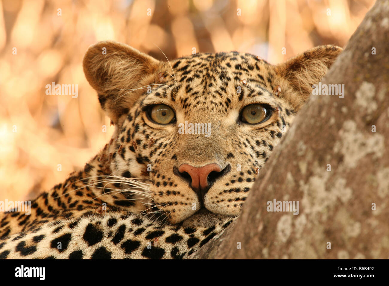 Leopard watching from tree Stock Photo - Alamy