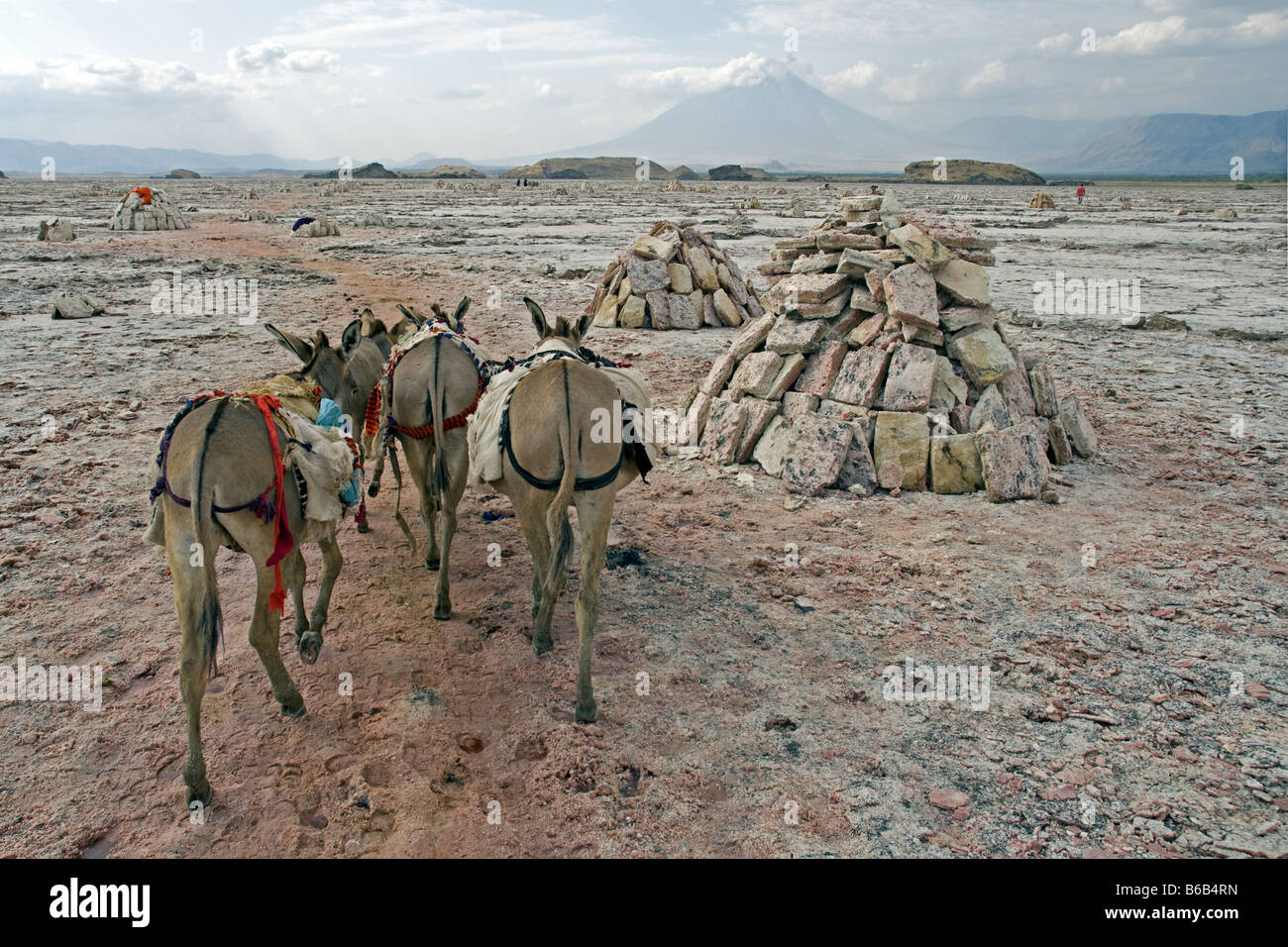 Soda extraction at Lake Natron in Tanzania Maasai use donkeys to ...
