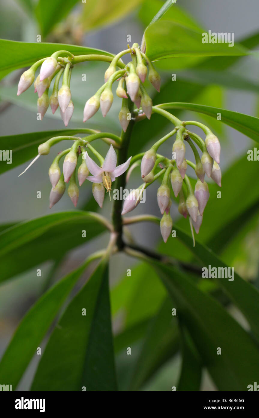 Myrsinaceae hi-res stock photography and images - Alamy