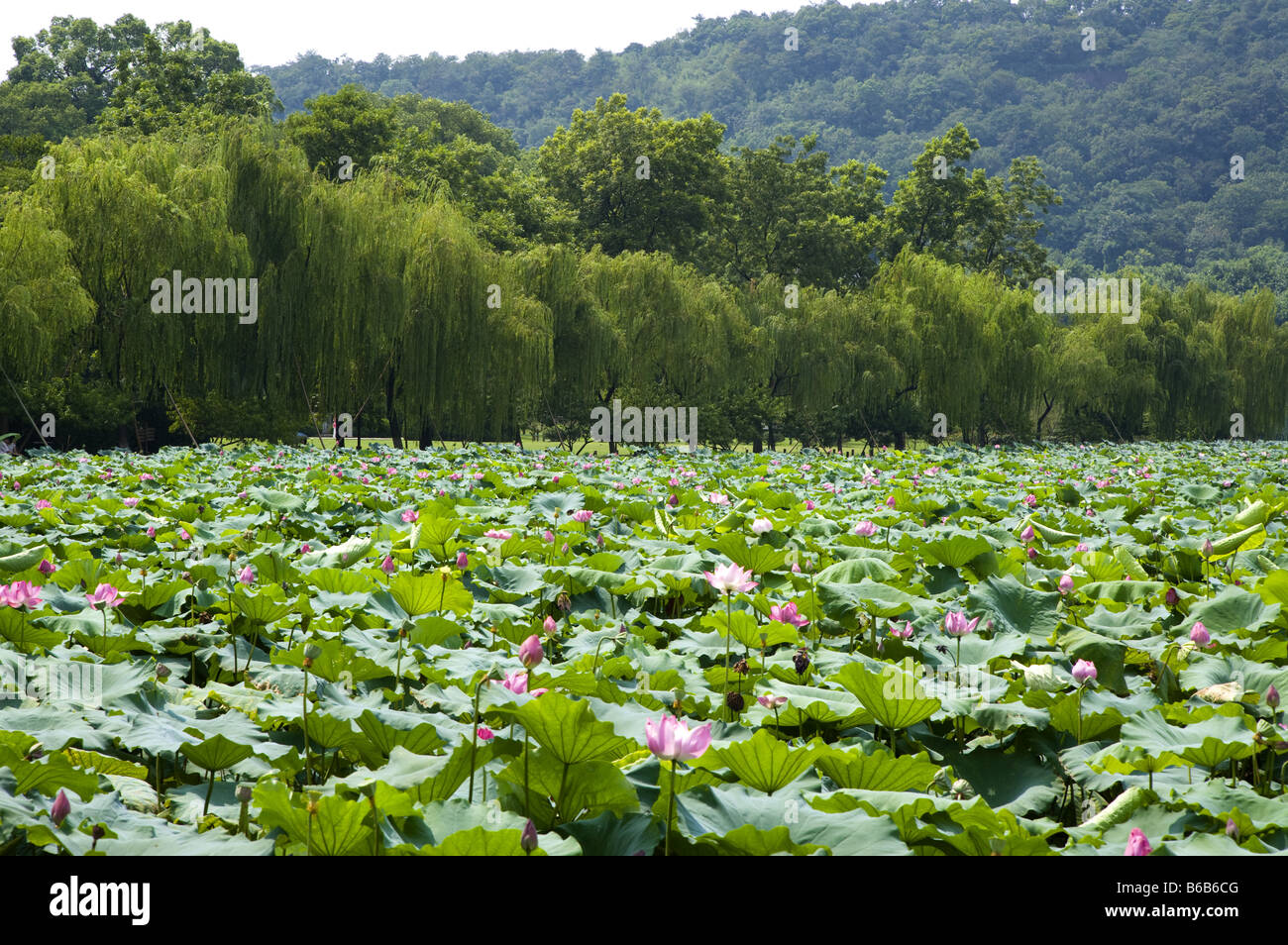 Lilyweeping hi-res stock photography and images - Alamy