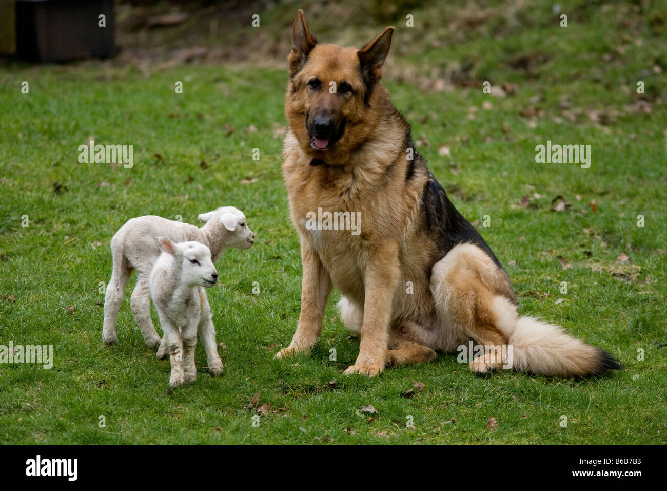 Alsation hi-res stock photography and images - Alamy