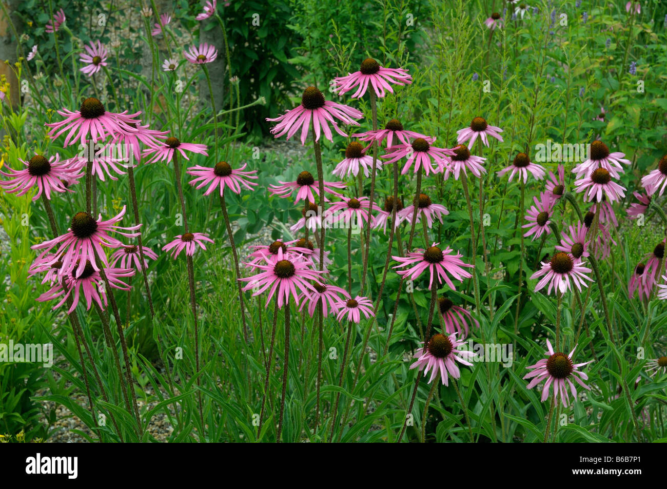 Tennessee coneflower echinacea tennesseensis hi-res stock photography ...