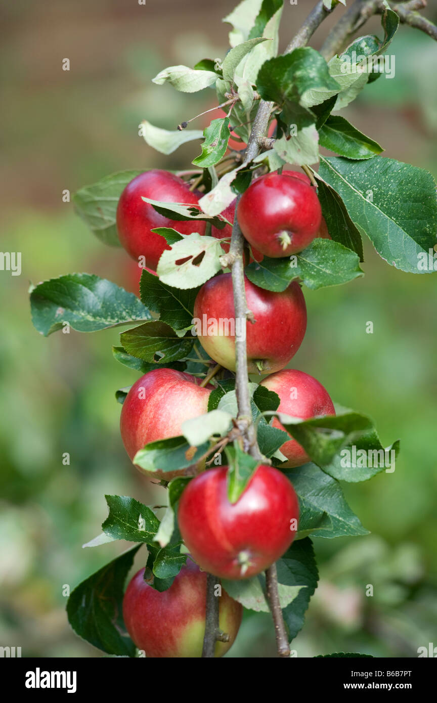 English Apple Orchard High Resolution Stock Photography and Images - Alamy