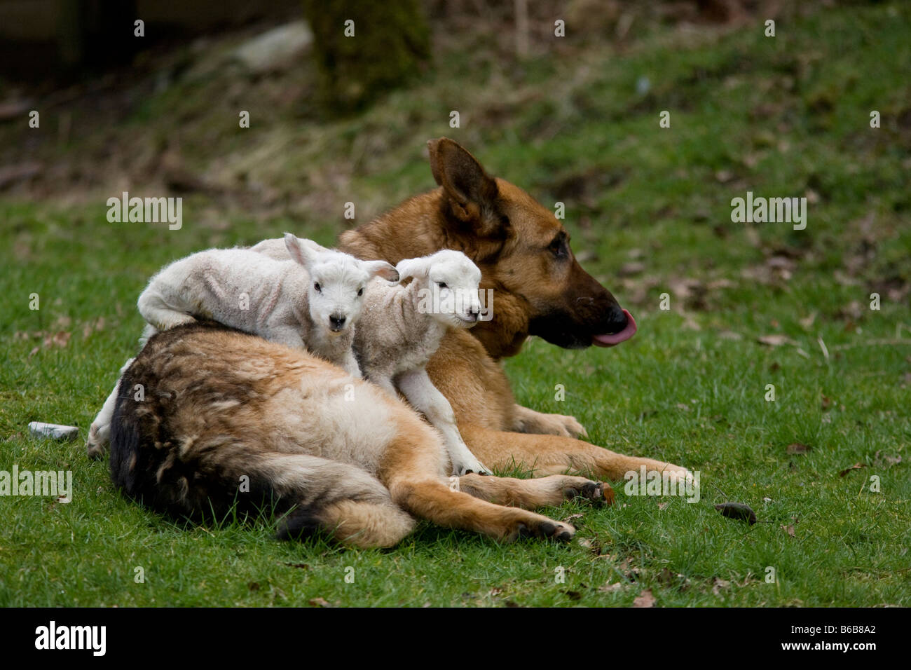 Alsation hi-res stock photography and images - Alamy