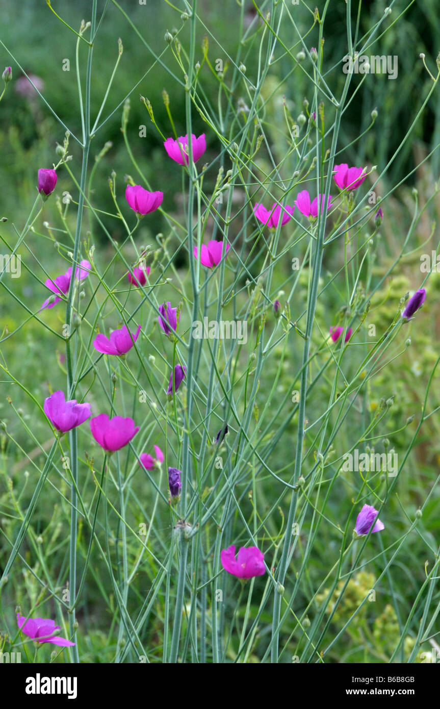 Fringed Poppy Mallow (Callirhoe digitata), flowering Stock Photo - Alamy