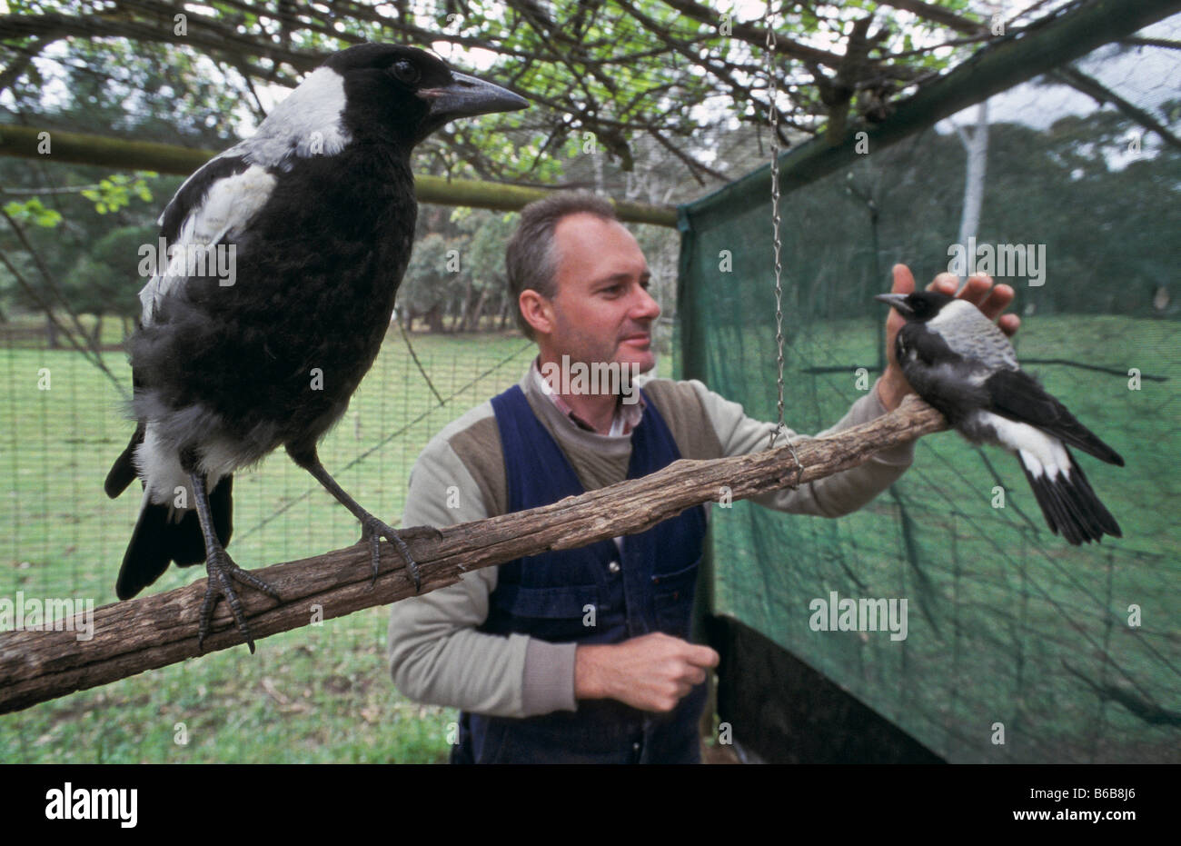 Orphaned magpies, Australia Stock Photo - Alamy