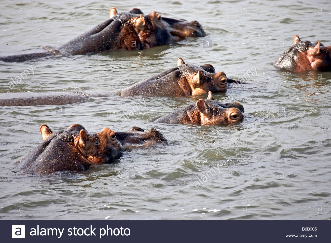 Pictures Of Hippopotamus Stock Photos & Pictures Of Hippopotamus Stock ...