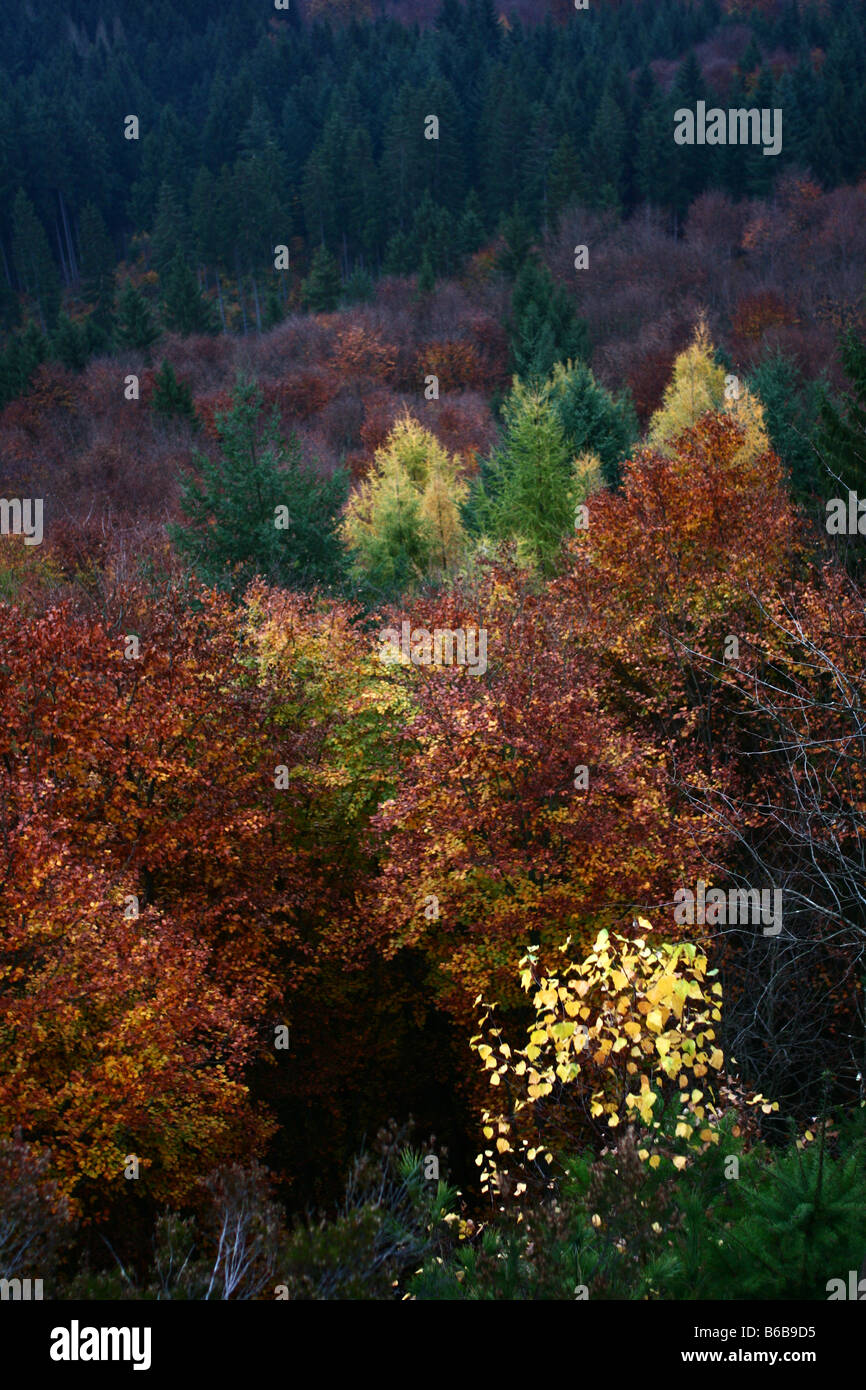 Colourful trees hi-res stock photography and images - Alamy