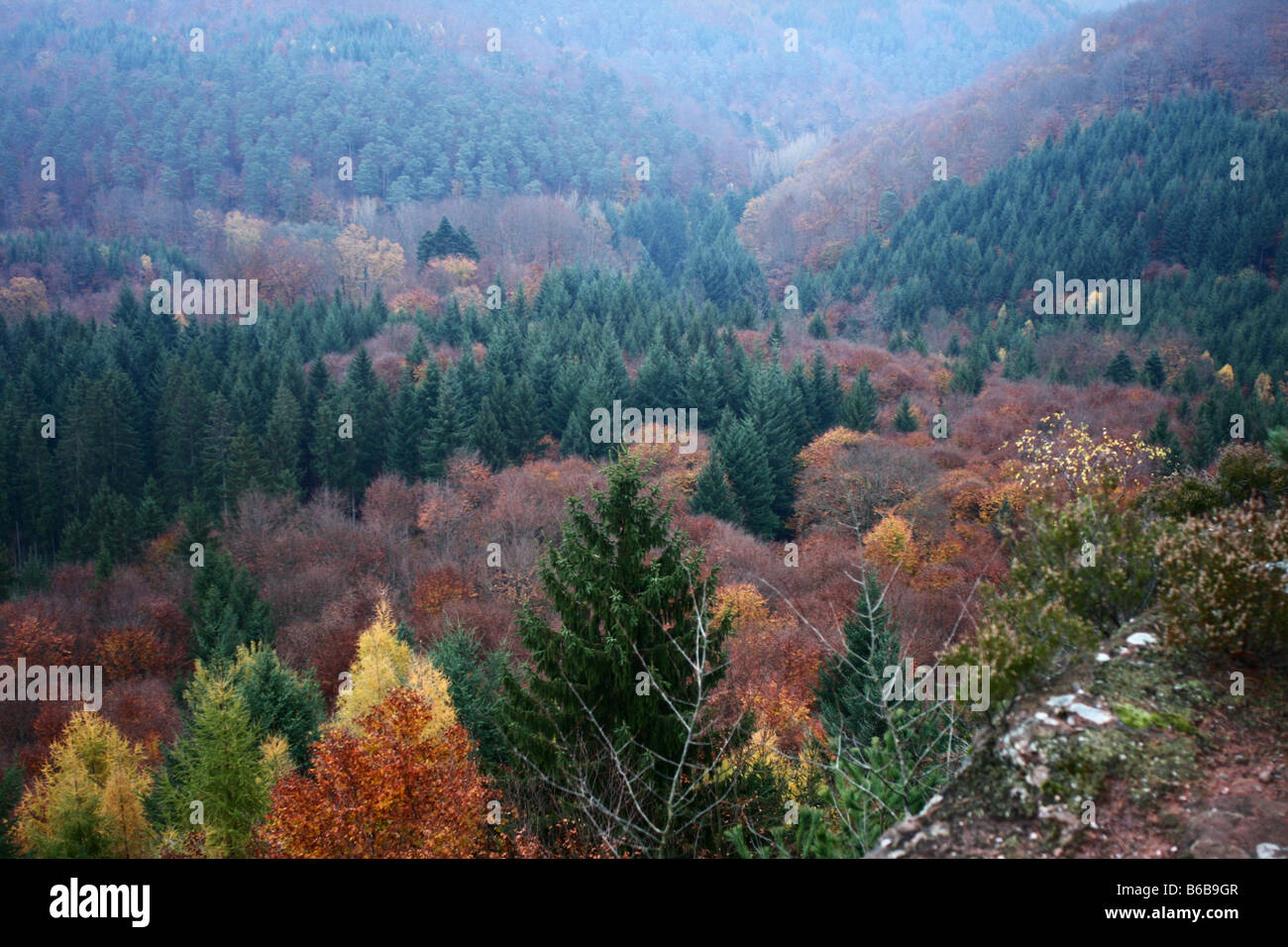Autumn forest colour hi-res stock photography and images - Alamy