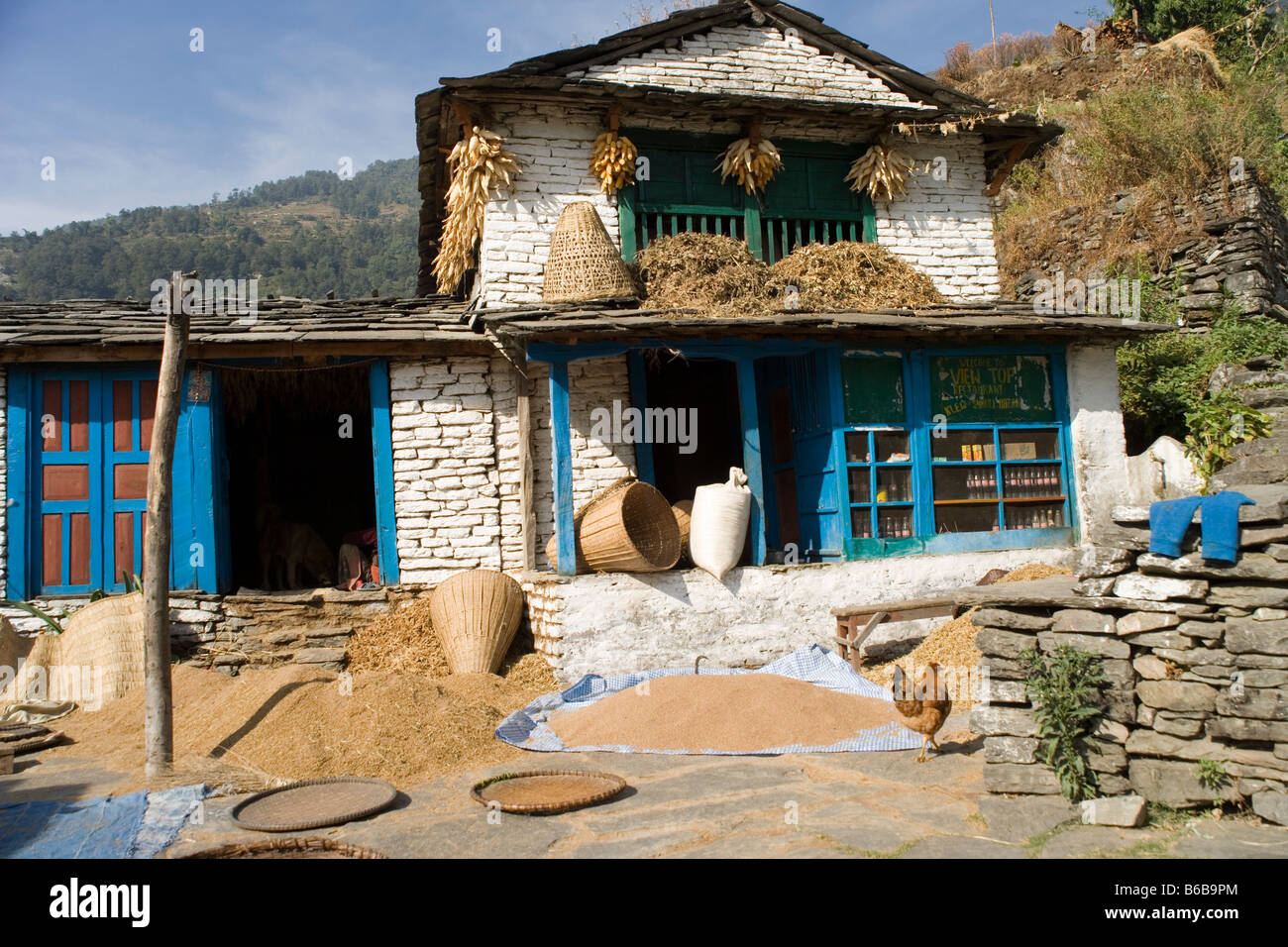 Millet drying in the sun in nepal hi-res stock photography and images ...