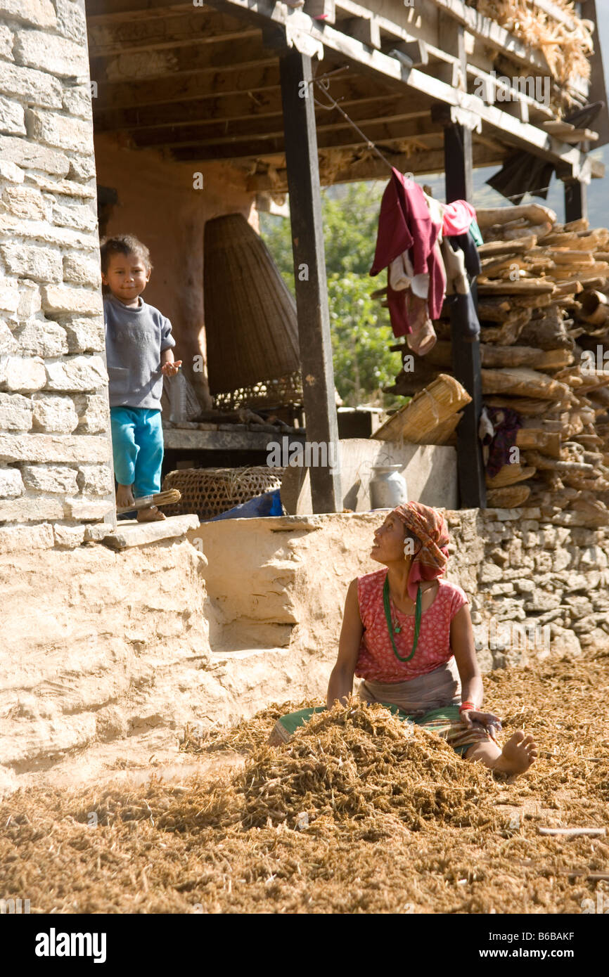 Woman threshing millet at a farm in the sun on the side of the Modi ...