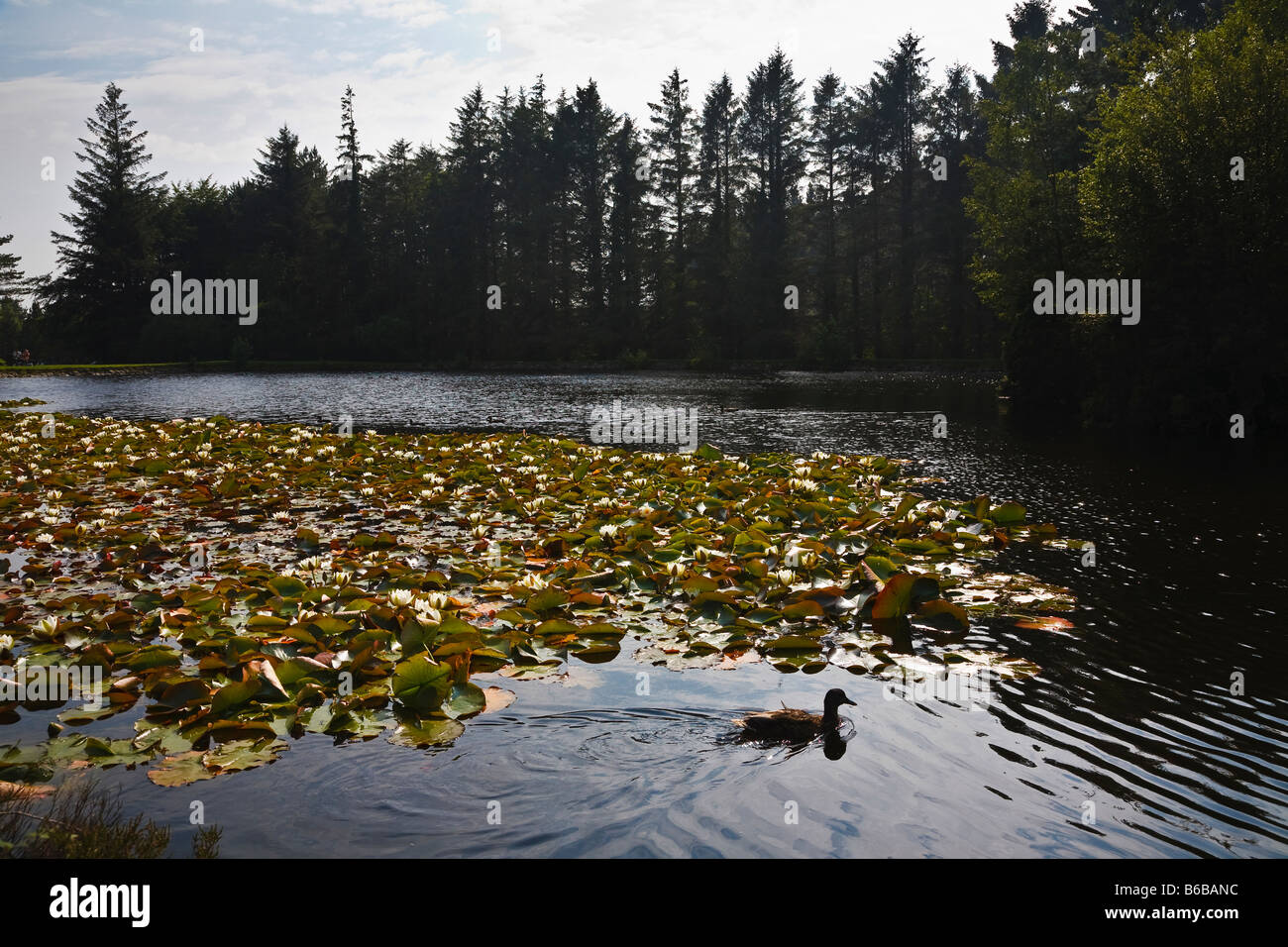 Man made pond hi-res stock photography and images - Alamy