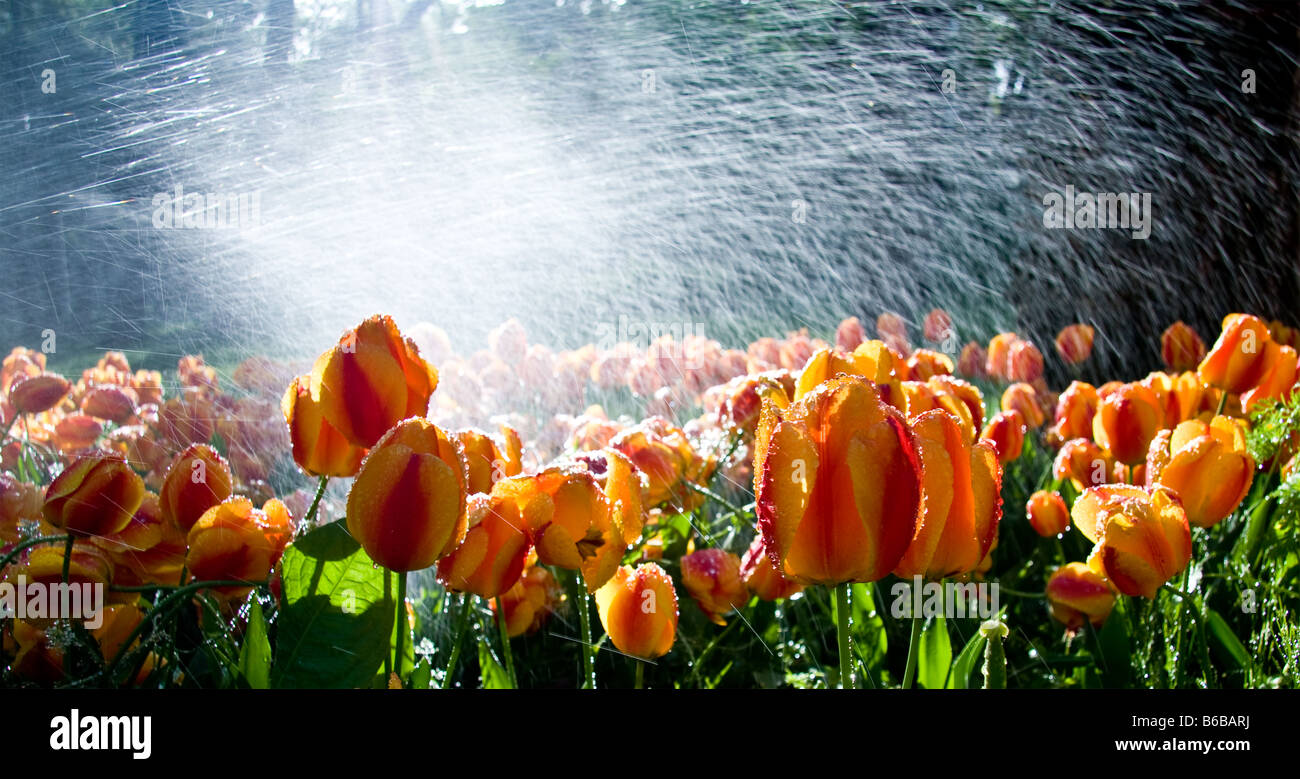 Watered flowers hi-res stock photography and images - Alamy