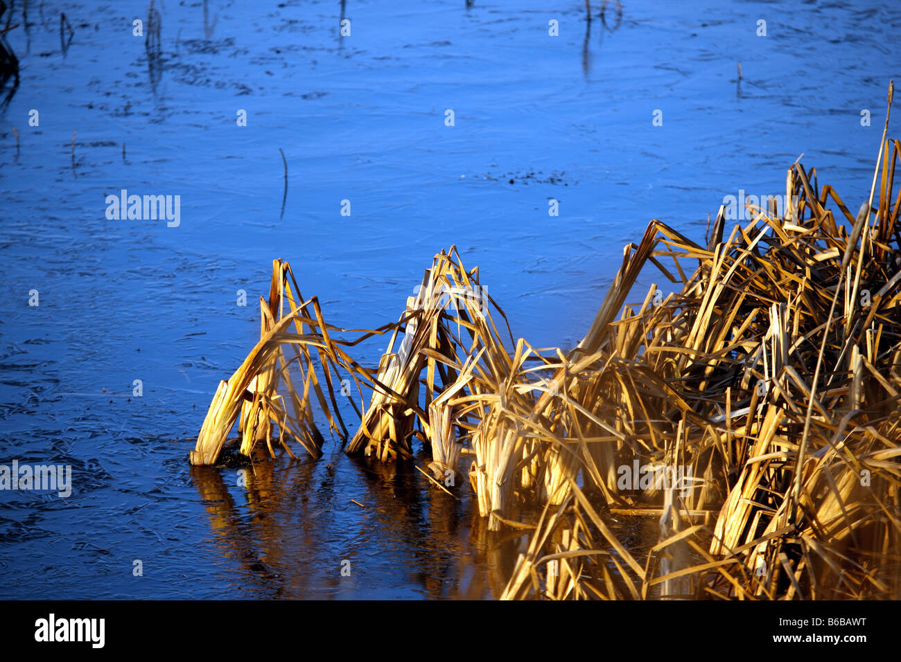 Dying reeds hi-res stock photography and images - Alamy