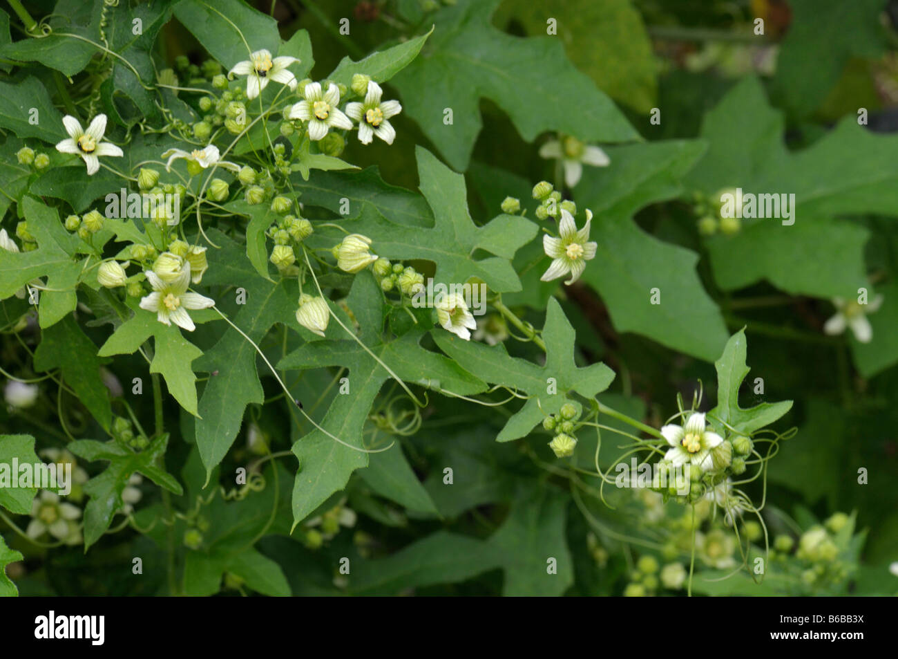 White flowering plant common hi-res stock photography and images - Alamy