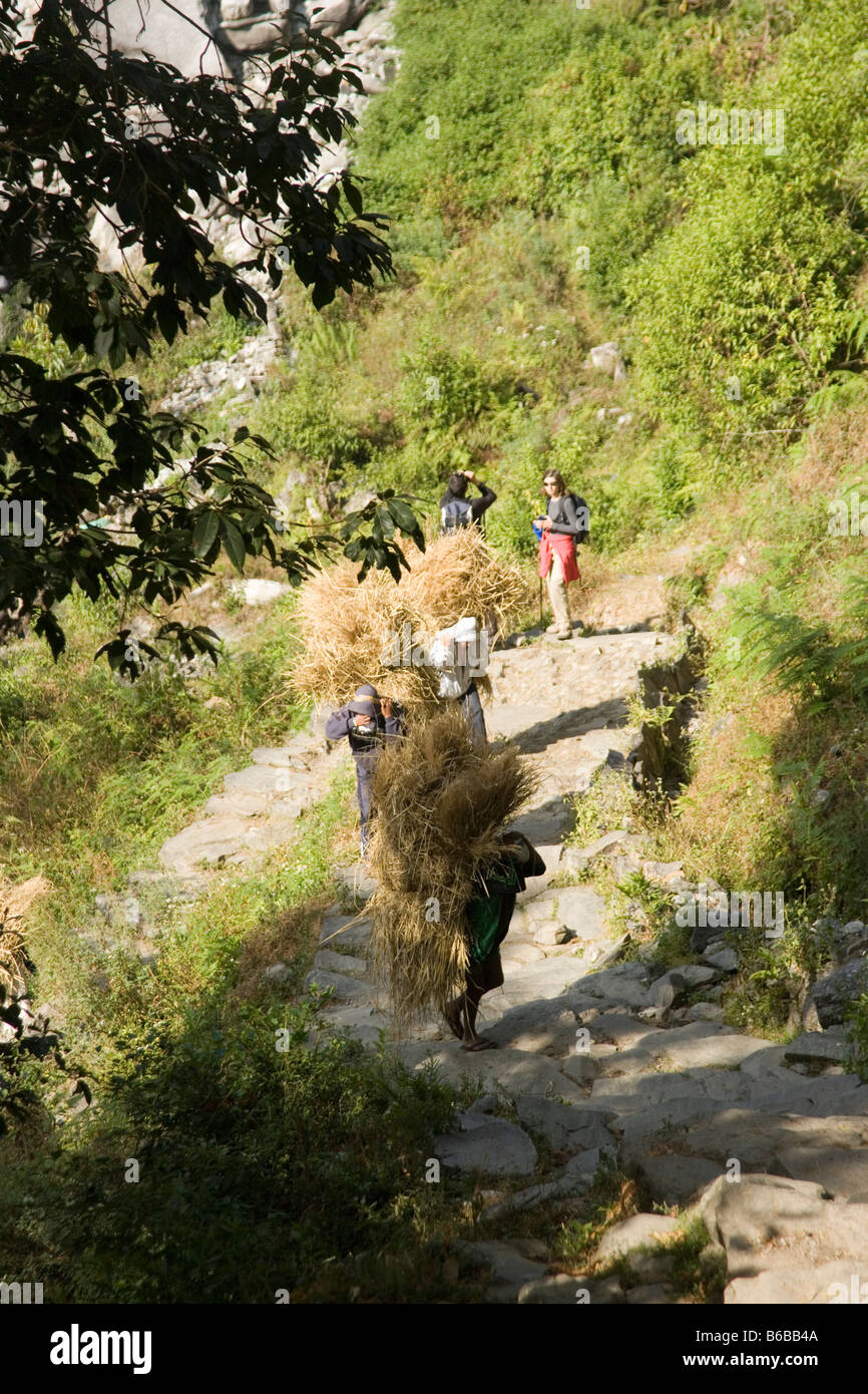 Carrying hay in nepal hi-res stock photography and images - Alamy