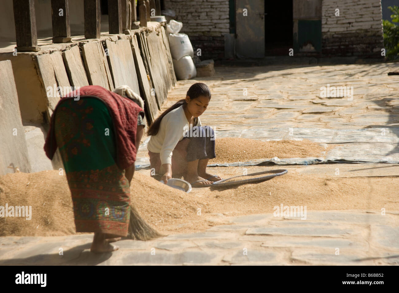 Woman threshing millet at a farm in the sun on the side of the Modi ...