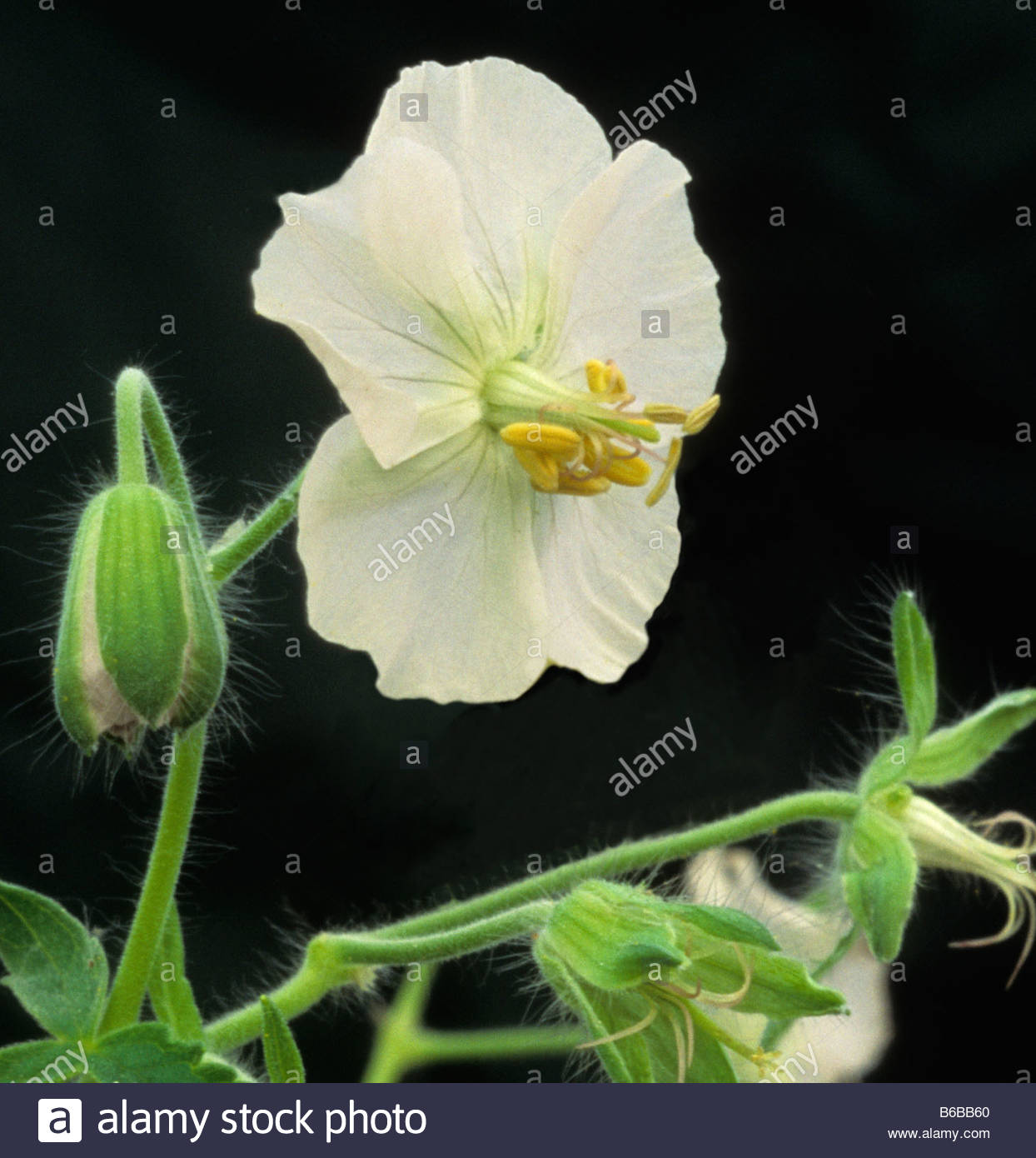 Geranium Phaeum Stock Photos & Geranium Phaeum Stock Images - Alamy