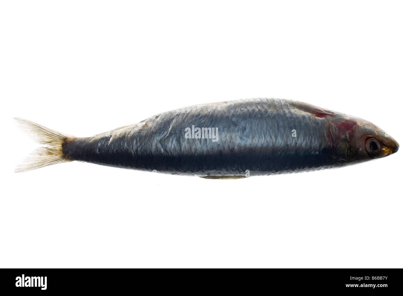 Fish on white background Stock Photo - Alamy