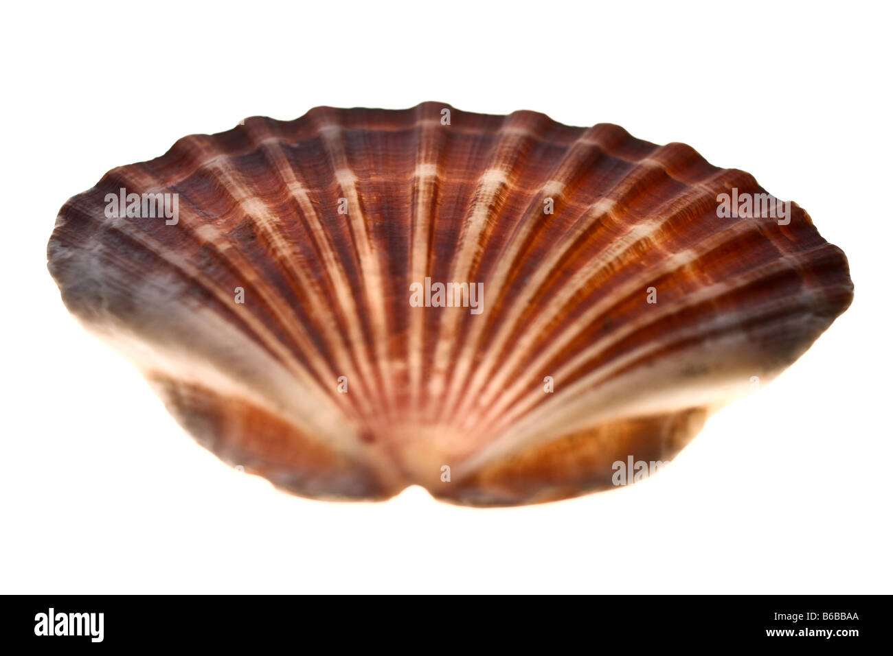 Pink shell on white background Stock Photo - Alamy