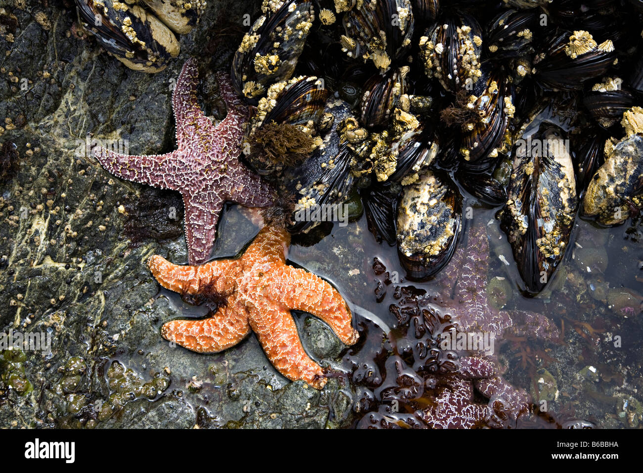 Purple or Ochre sea star starfish (Pisaster ochraceus) Vancouver island ...