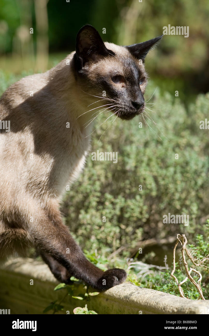 Seal point siamese cats hi-res stock photography and images - Alamy