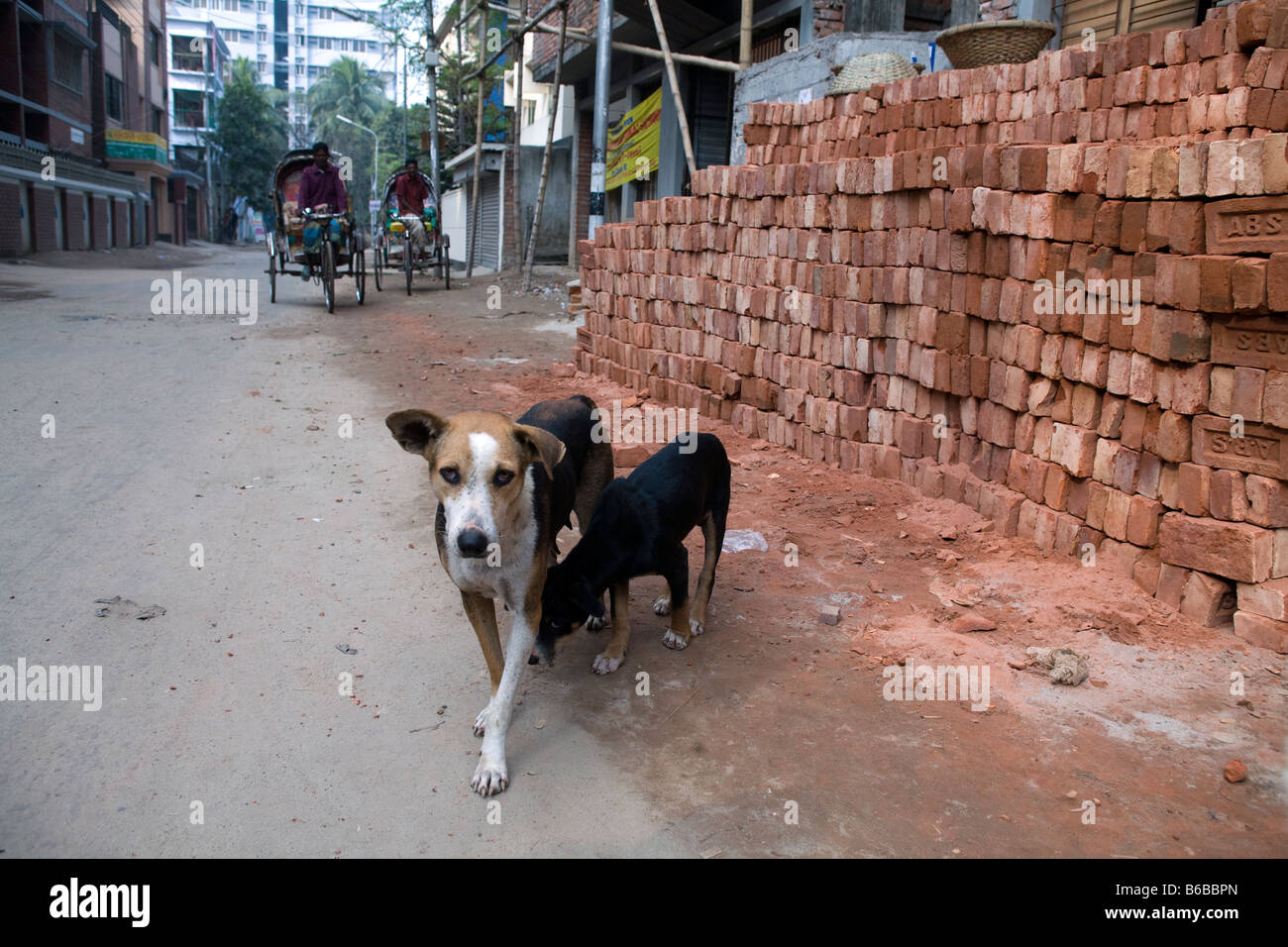 Two dogs on the street in Dhaka Bangladesh Stock Photo - Alamy