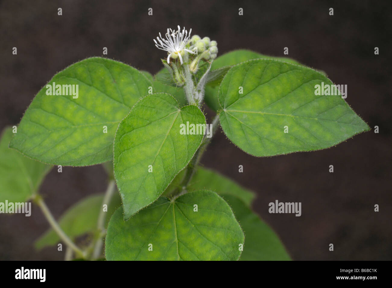 Garden Croton Plant High Resolution Stock Photography and Images - Alamy