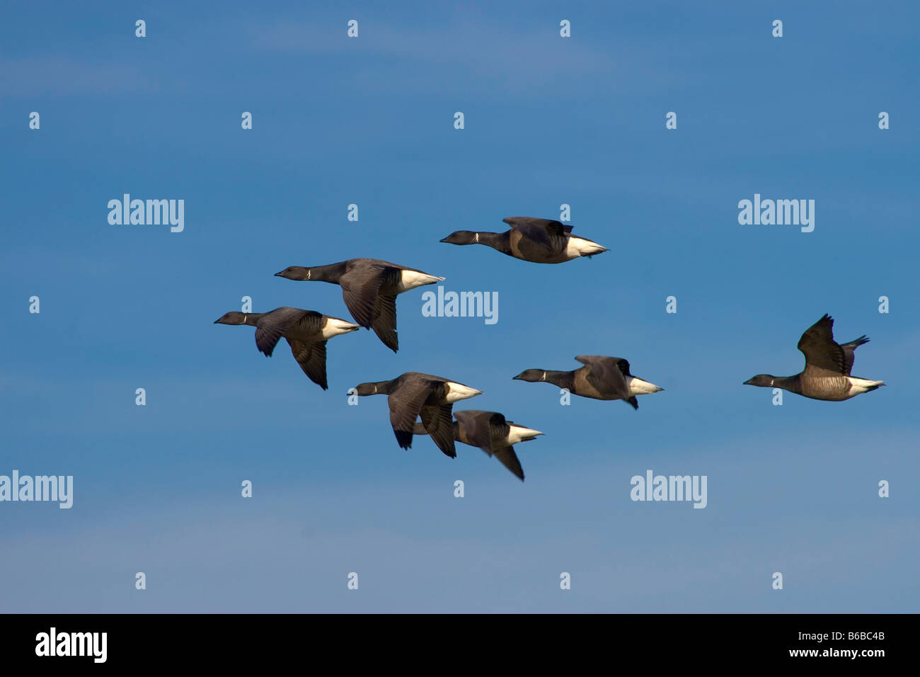 Brent Geese in v formation Stock Photo - Alamy