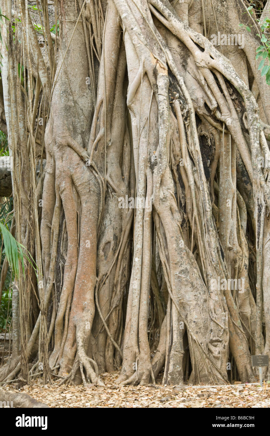 Australian banyan hi-res stock photography and images - Alamy