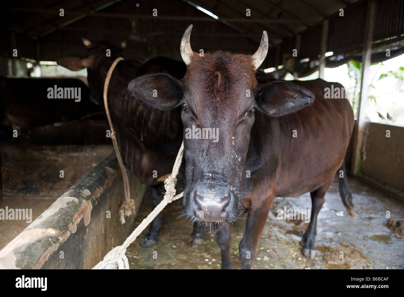 A cow in a barn Bangladesh Stock Photo - Alamy