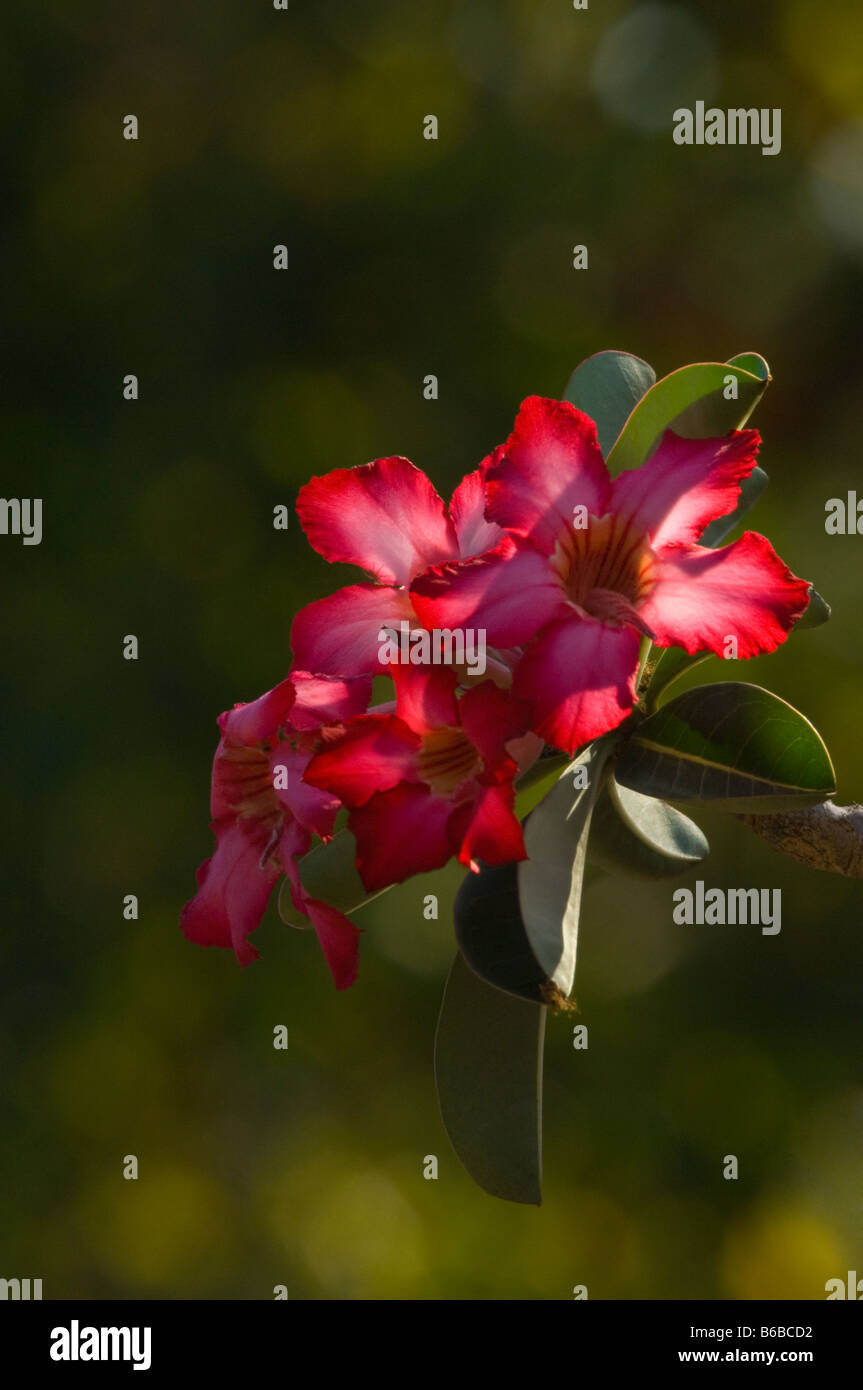 Sabi Star Kudu, Desert rose (Adenium obesum) flowers George Brown ...