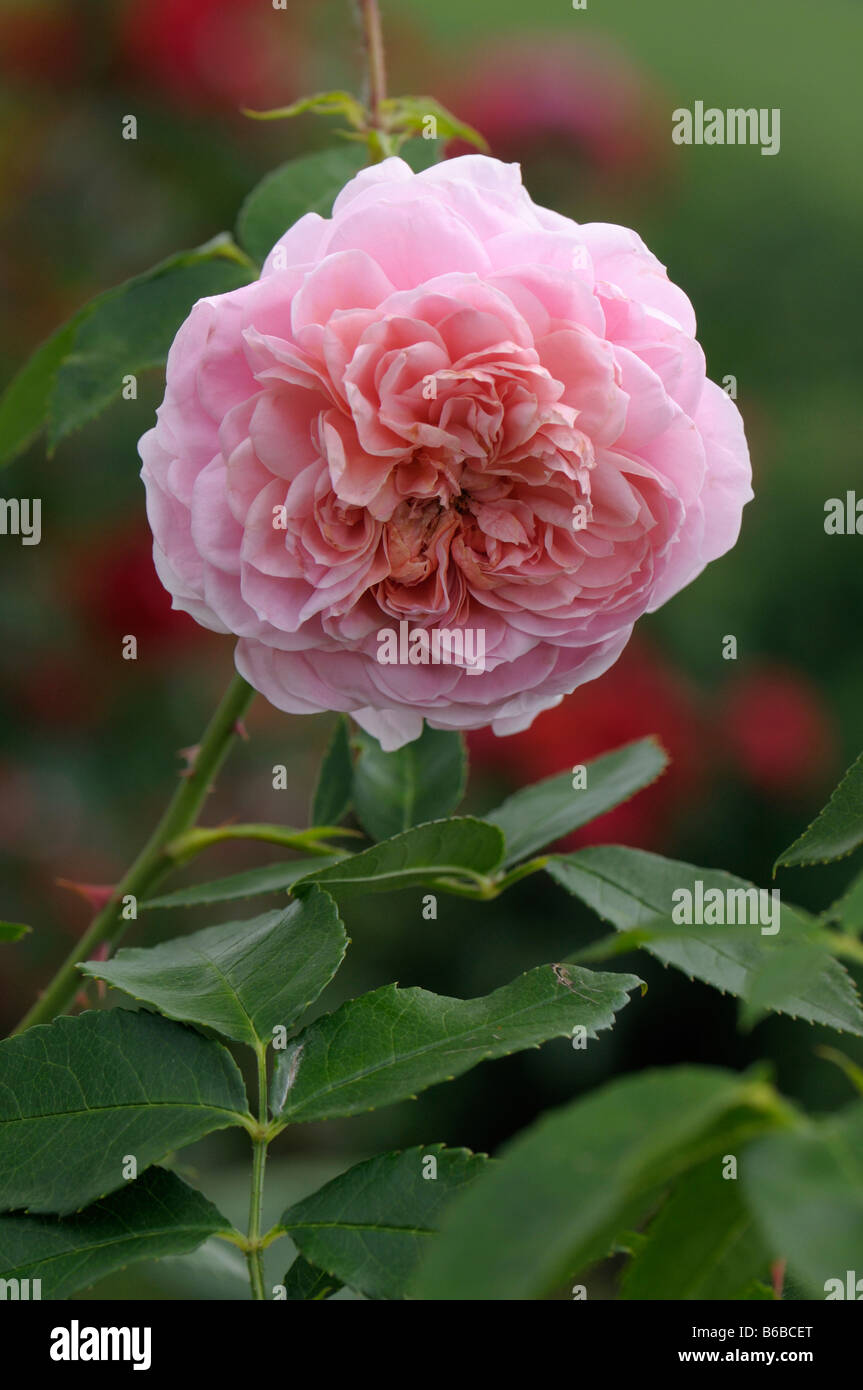 Rose (Rosa sp.), variety: Colette, flower Stock Photo - Alamy