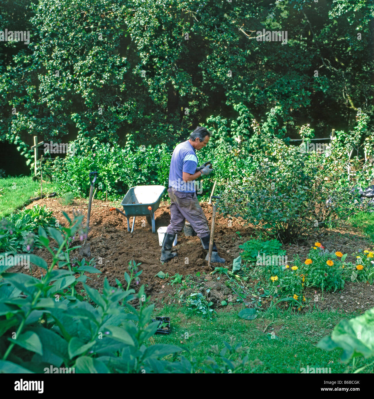 A man digging up potatoes in his rural organic country cottage ...