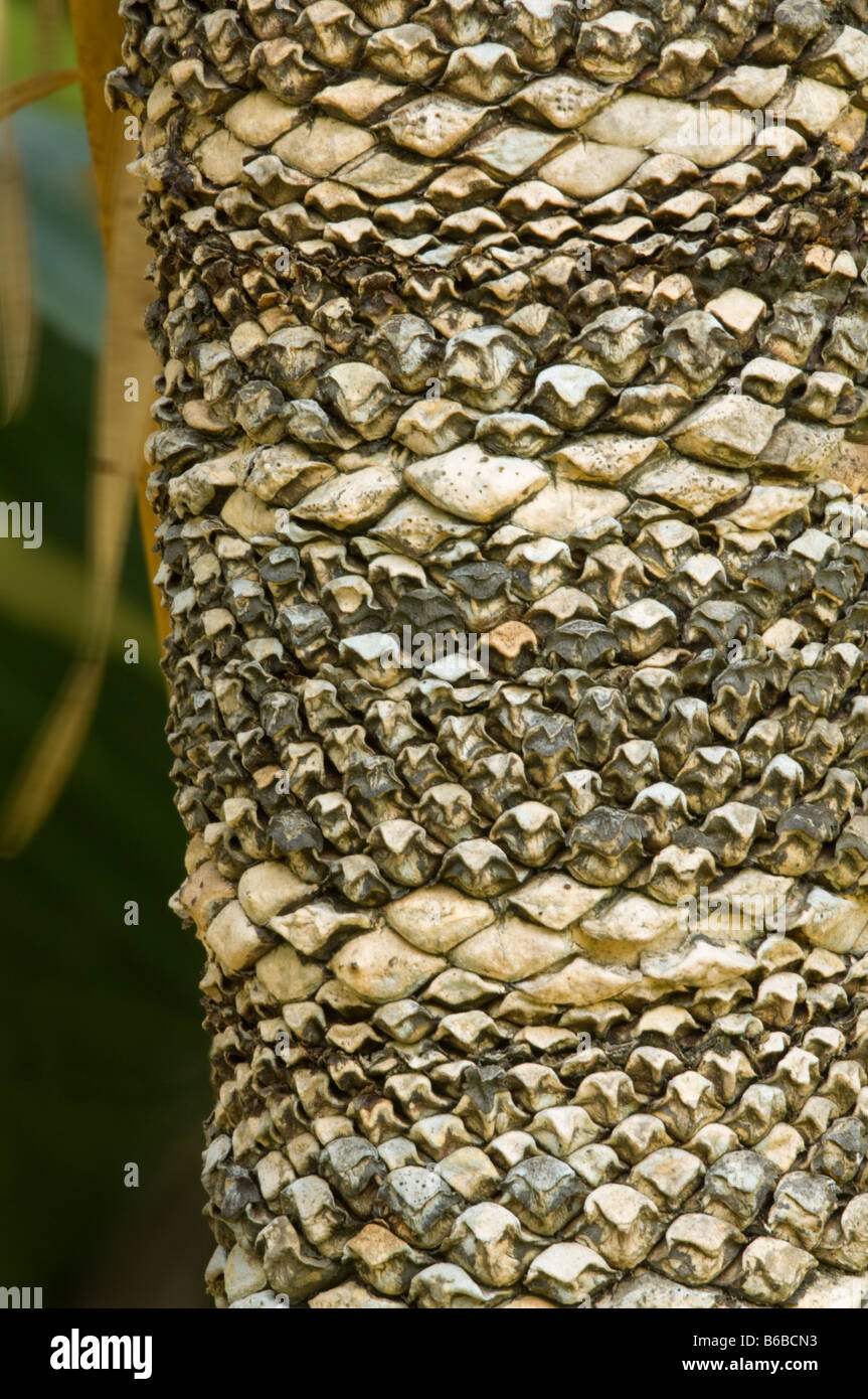 Cycad fossil hi-res stock photography and images - Alamy