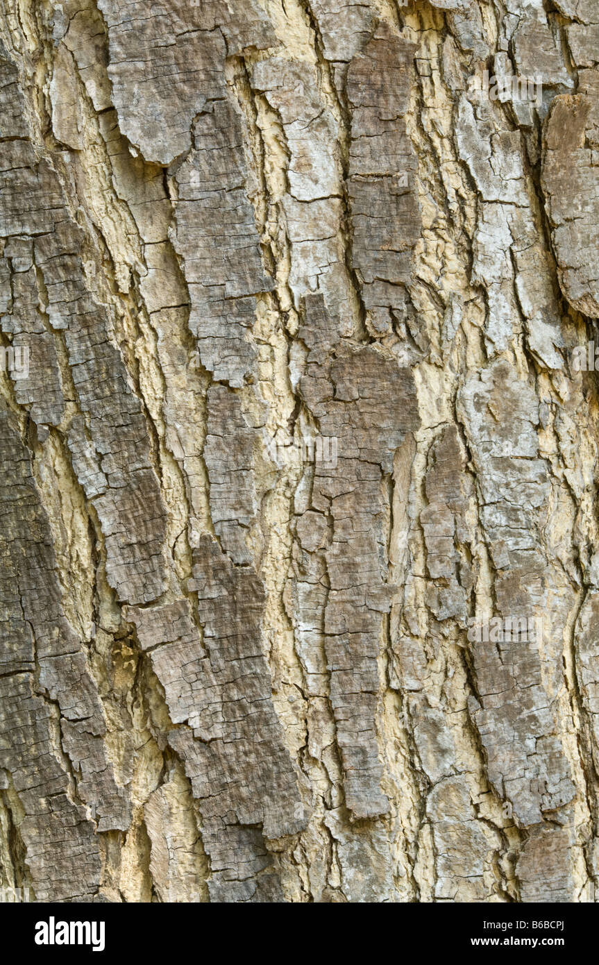 Raintree (Albizia saman) close-up of bark George Brown Botanic Gardens ...