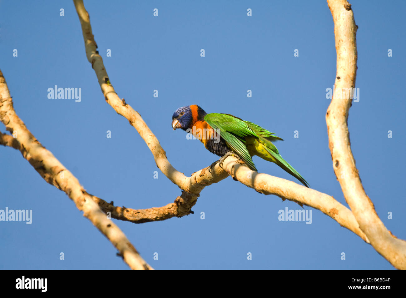 Red-collared Lorikeet (Trichoglossus rubritorquis) 4 month old chick ...