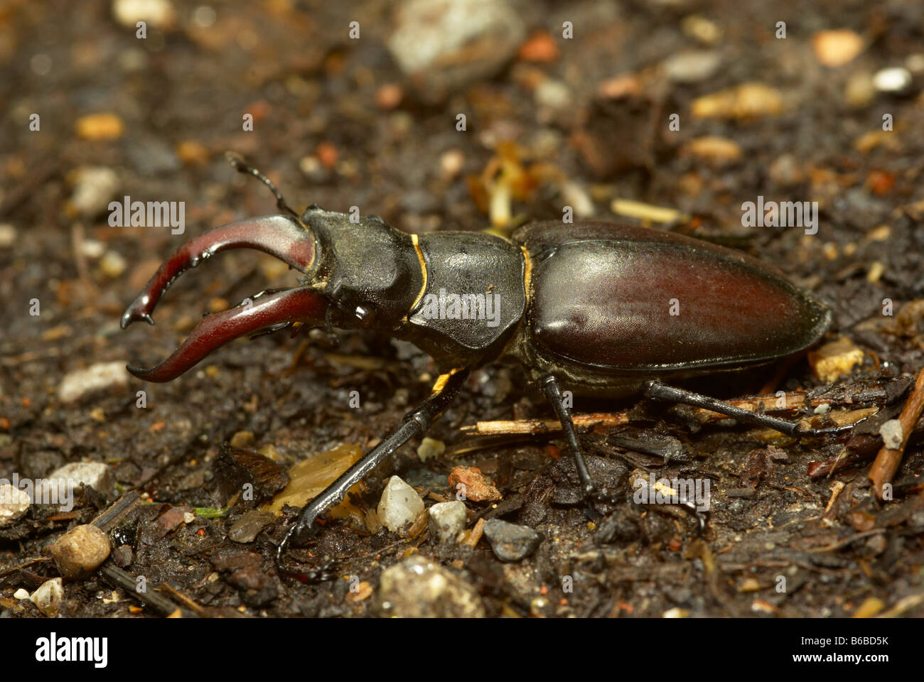 Stag Beetle (Lucanus cervus) male, crossing path in woodland Stock ...