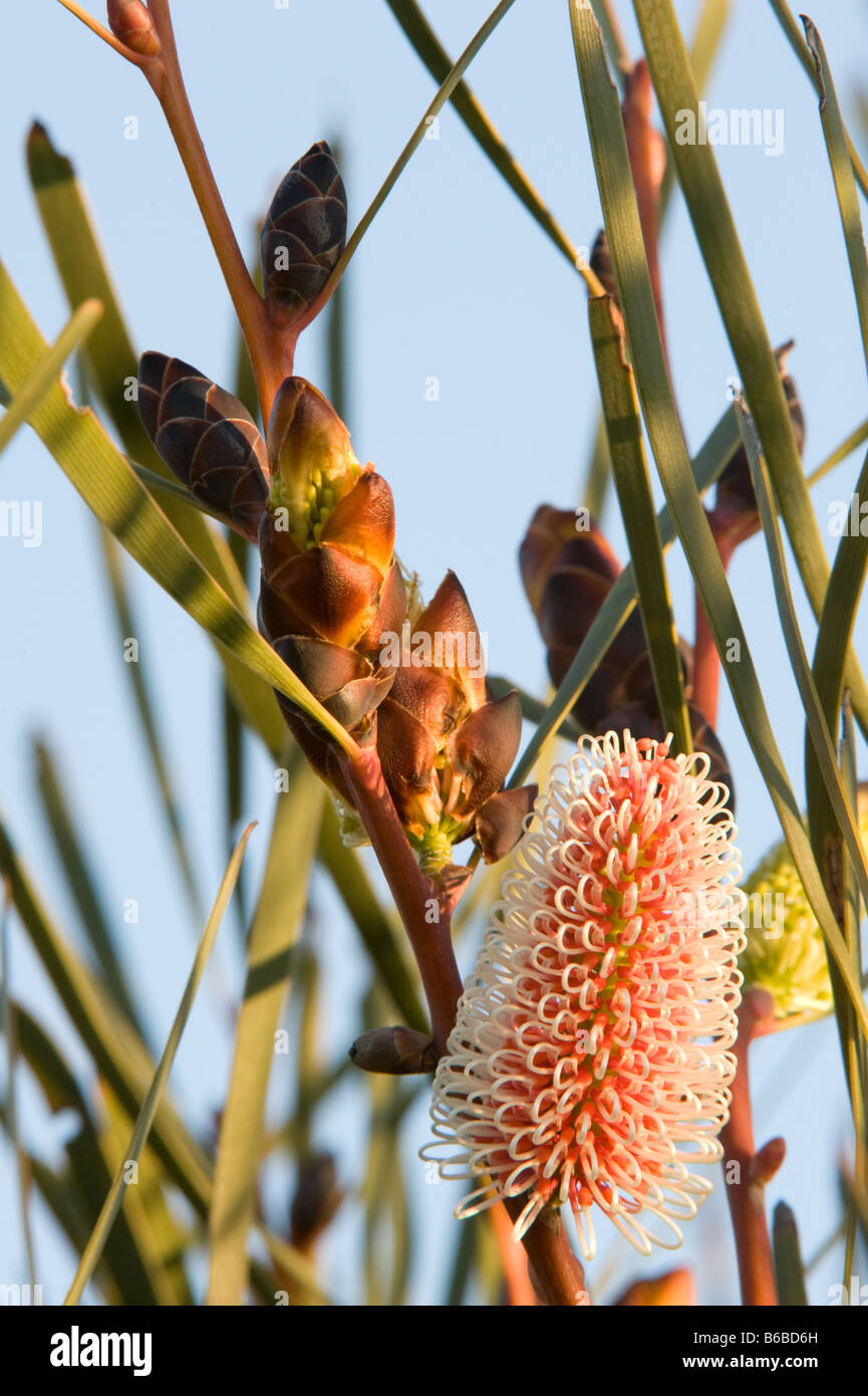 Hakea flowers hi-res stock photography and images - Alamy