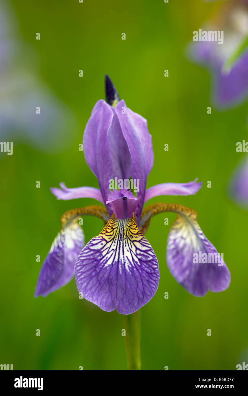 Iris versicolor flower against green background Stock Photo - Alamy