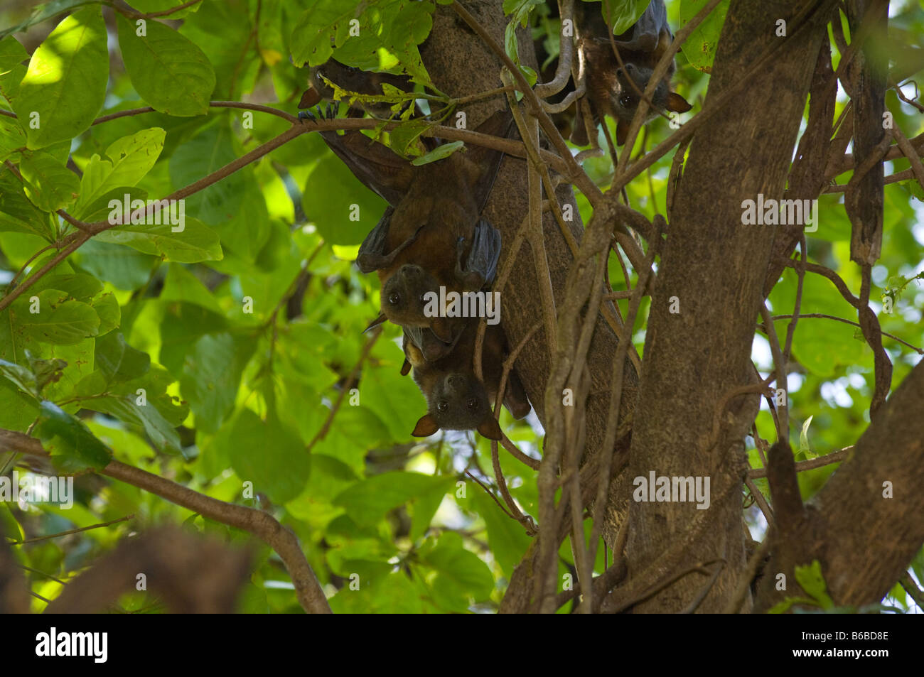 Black Flying fox (Pteropus alecto) adults roosting during daytime in ...