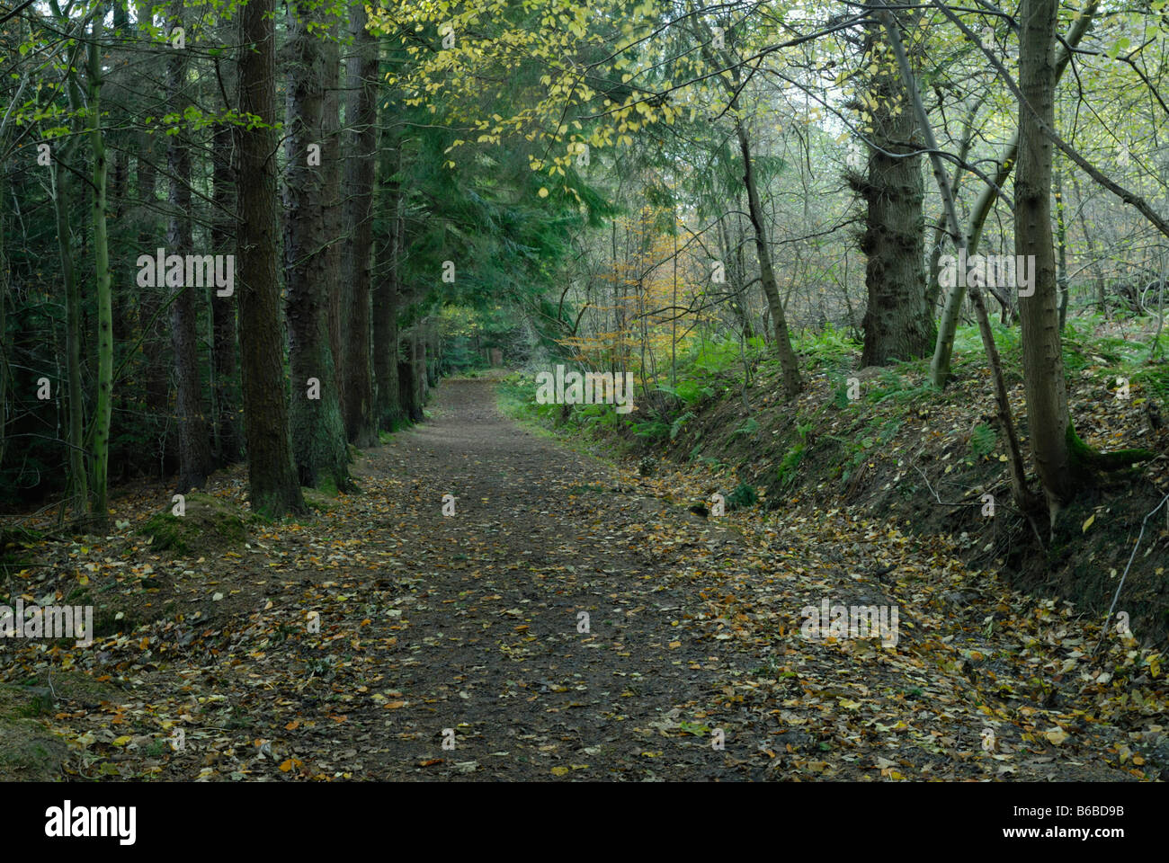 A Woodland path in Autumn Stock Photo - Alamy