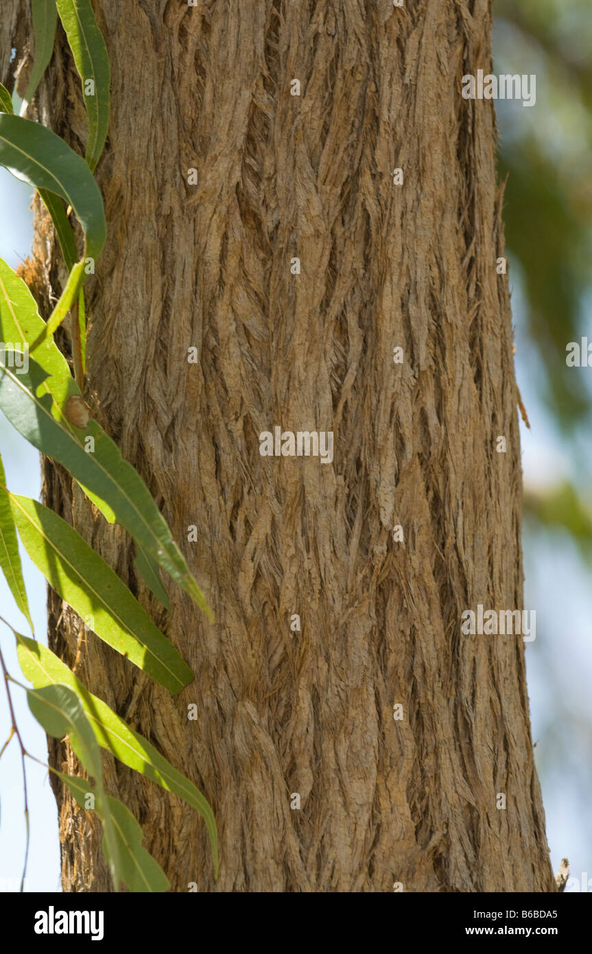 Bloodwood tree hi-res stock photography and images - Alamy