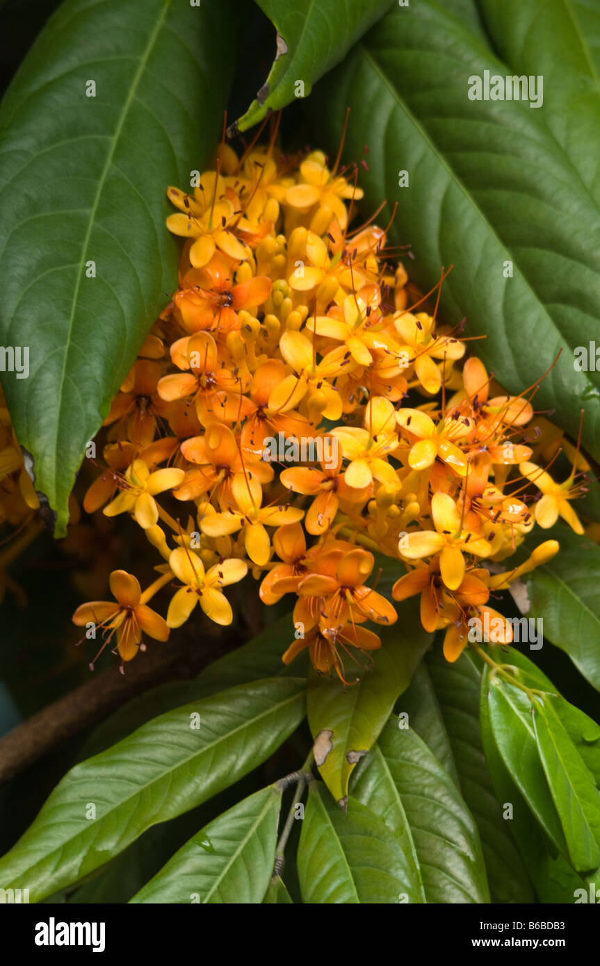 Yellow Saraca Tree (Saraca thaipingensis) cluster of flowers Northern ...