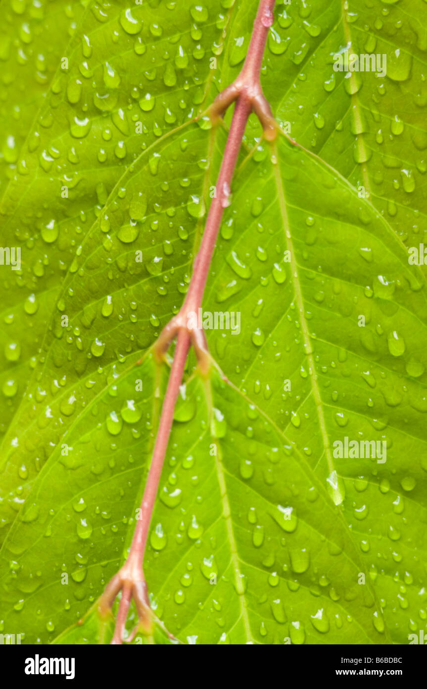 Yellow Saraca Tree (Saraca thaipingensis) close-up of leaves with ...