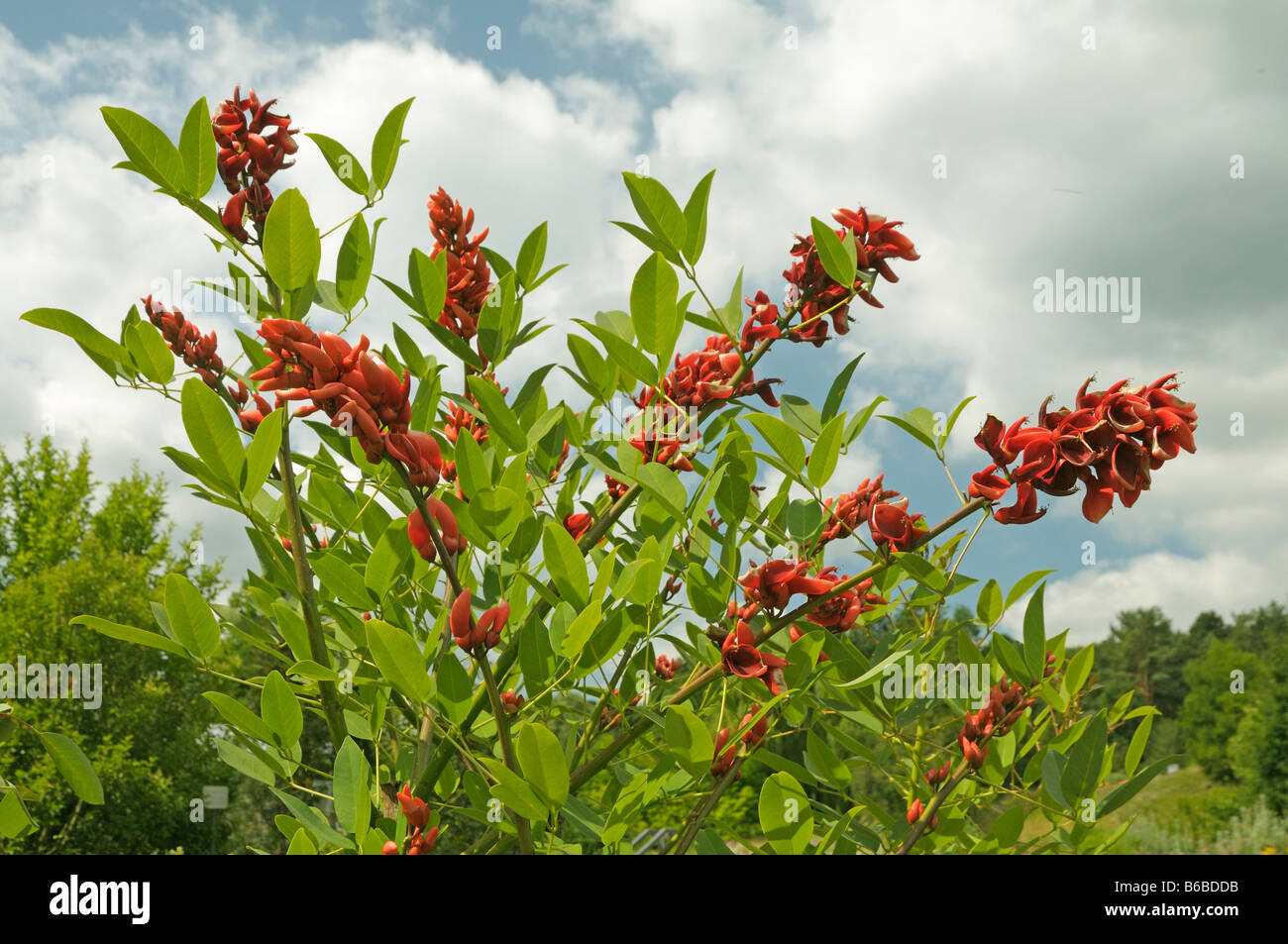 Cockspur Coral Tree, Ceibo (Erythrina crista-galli), flowering twigs ...